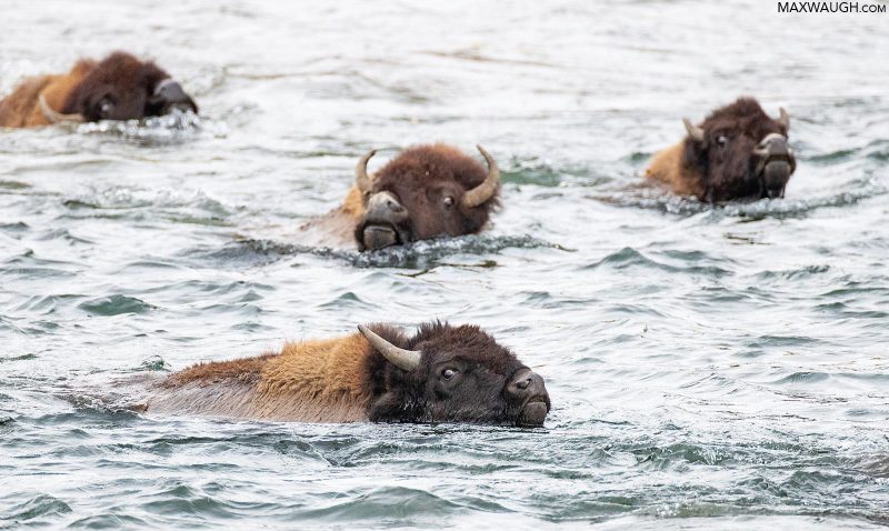How to Photograph Bison | Nature TTL