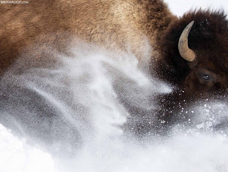How to Photograph Bison | Nature TTL