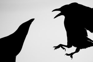 How to Photograph Crows | Nature TTL