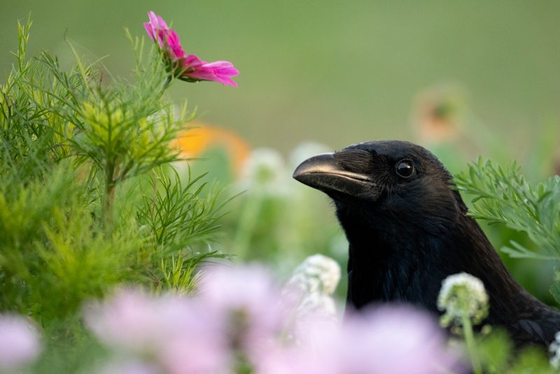 How to Photograph Crows | Nature TTL