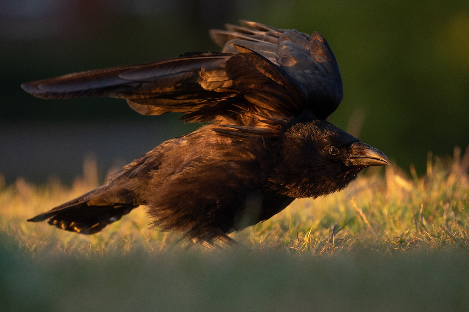 How to Photograph Crows | Nature TTL