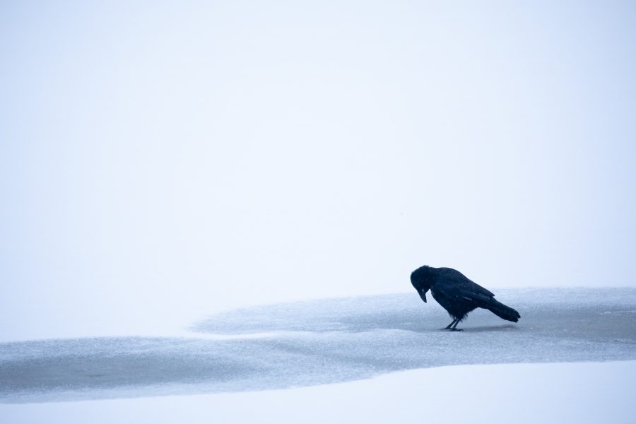 How to Photograph Crows | Nature TTL