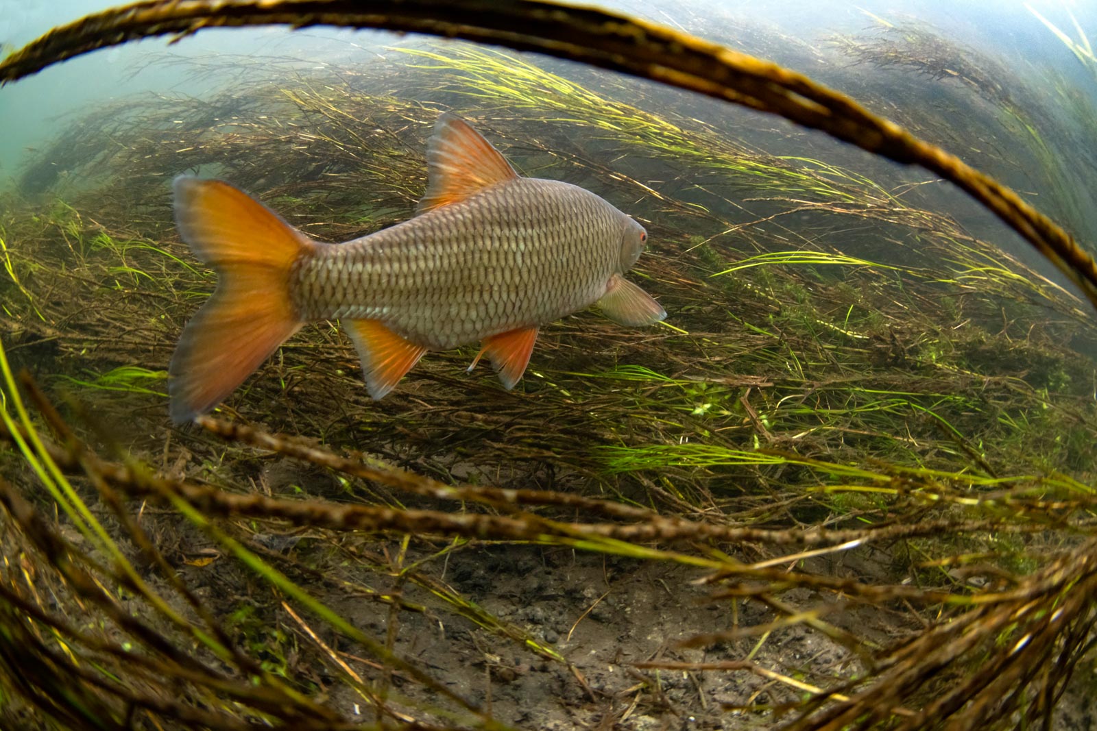 How to Photograph Freshwater Fish in the UK | Nature TTL