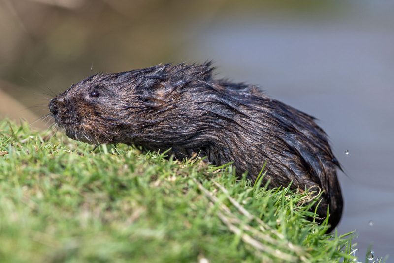 How to Photograph Water Voles in the UK | Nature TTL