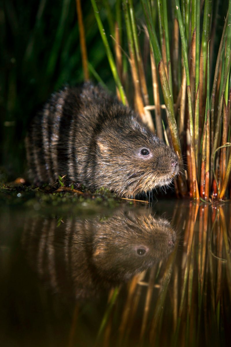 How to Photograph Water Voles in the UK | Nature TTL