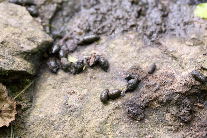 How to Photograph Water Voles in the UK | Nature TTL