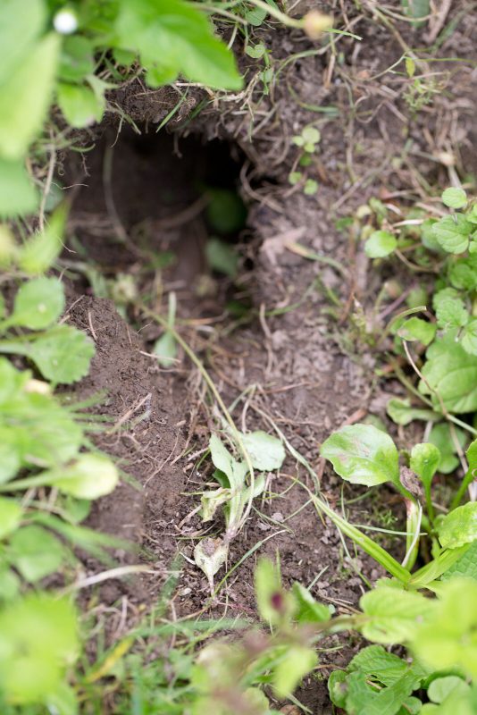 How to Photograph Water Voles in the UK | Nature TTL