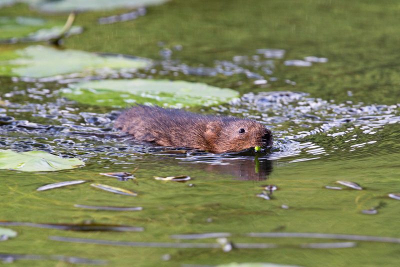 How to Photograph Water Voles in the UK | Nature TTL