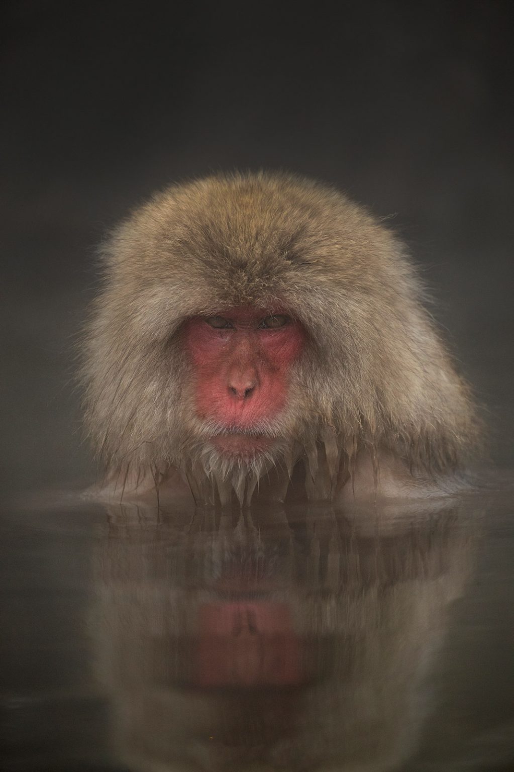 5 Best Wildlife Photography Locations in Japan - Nature TTL