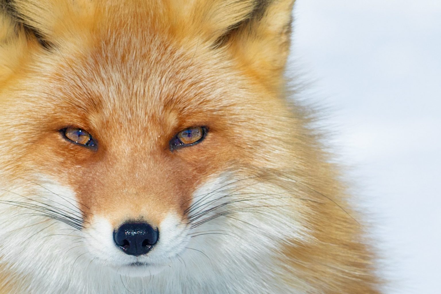 5 Best Wildlife Photography Locations In Japan Nature TTL 5-best-wildlife-photography-locations-in-japan-nature-ttl
