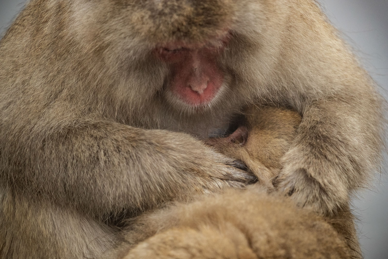 5 Best Wildlife Photography Locations in Japan - Nature TTL