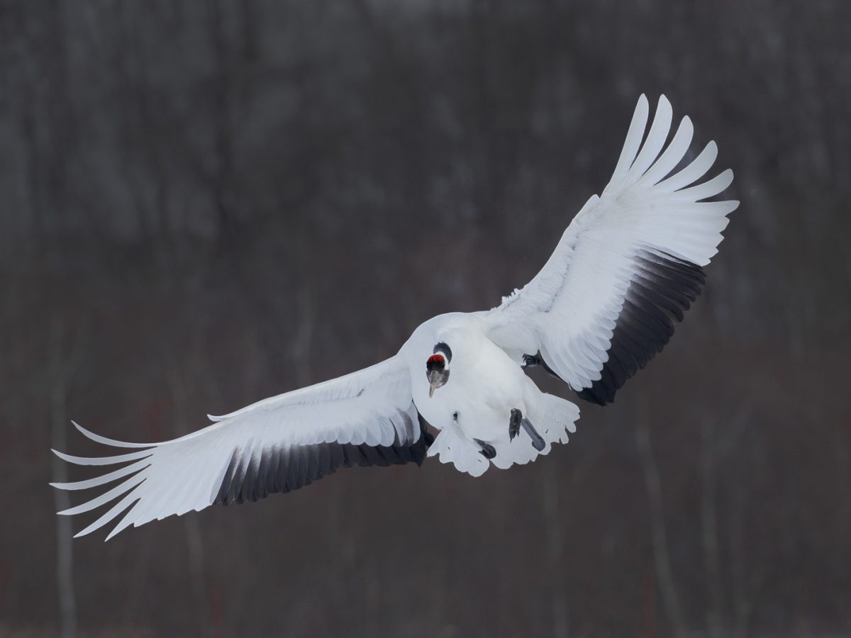 The Art of Minimalist Wildlife Photography | Nature TTL