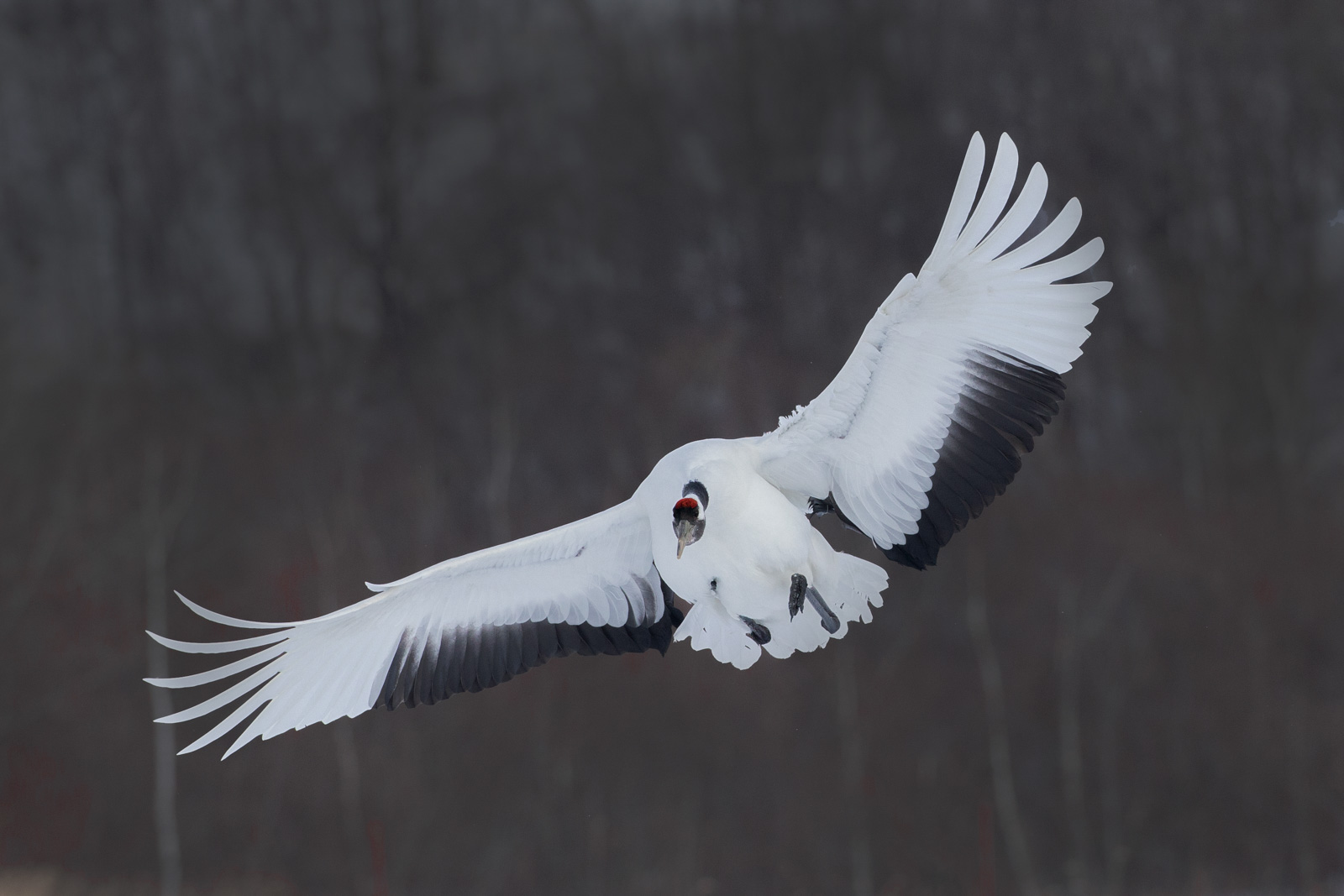5 Best Wildlife Photography Locations in Japan - Nature TTL