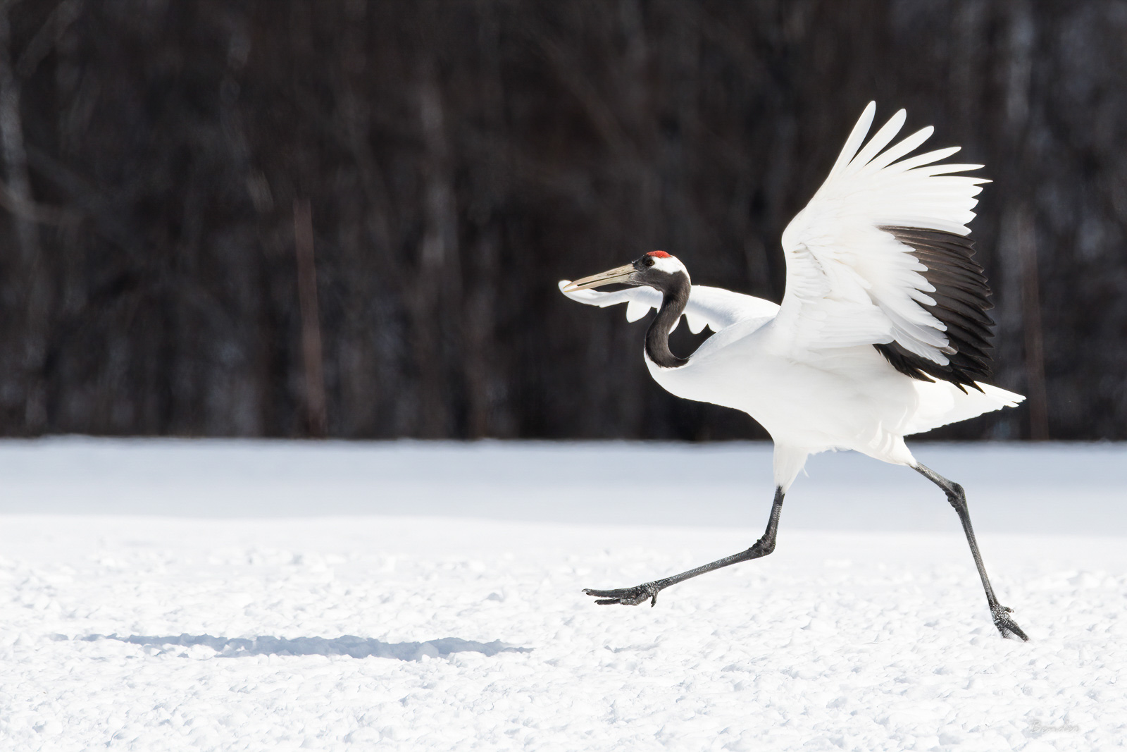 Where to Find and Photograph Wildlife in Japan - Nature TTL