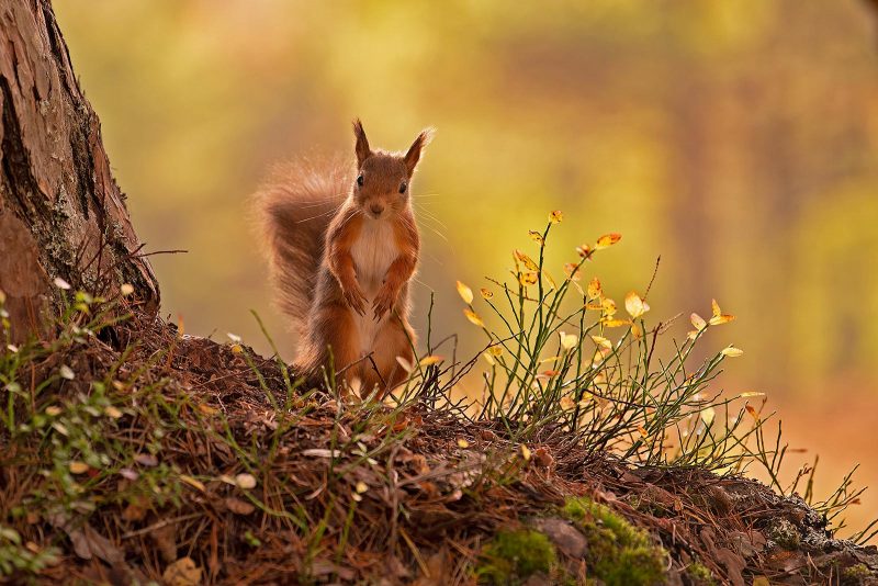 How to Photograph Red Squirrels | Nature TTL