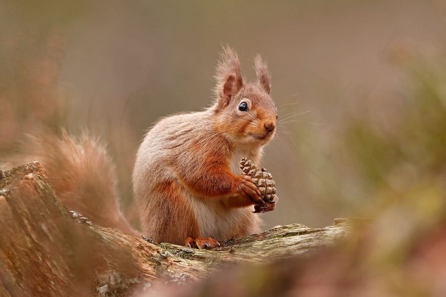 How to Photograph Red Squirrels | Nature TTL