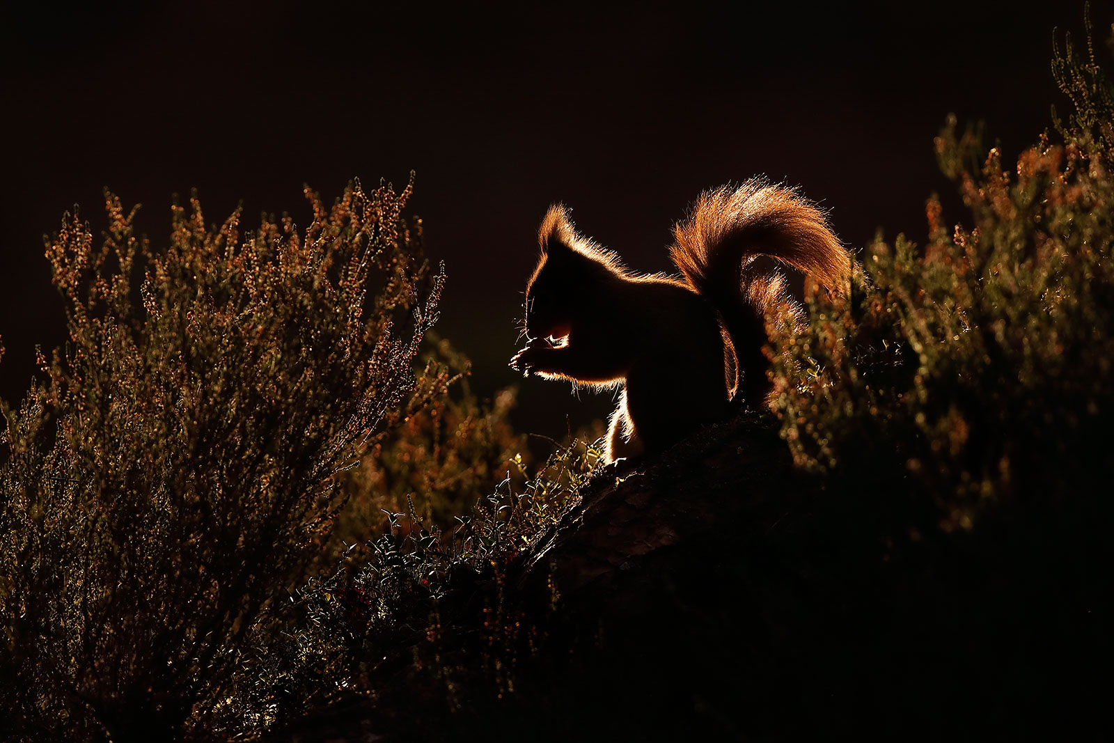 How to Photograph Red Squirrels | Nature TTL