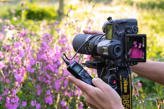 6 Tips for Photographing Flowers - Nature TTL