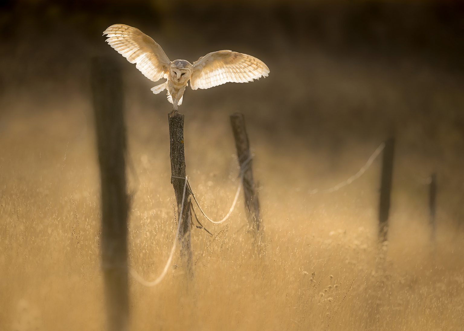 How to Photograph Barn Owls - Nature TTL