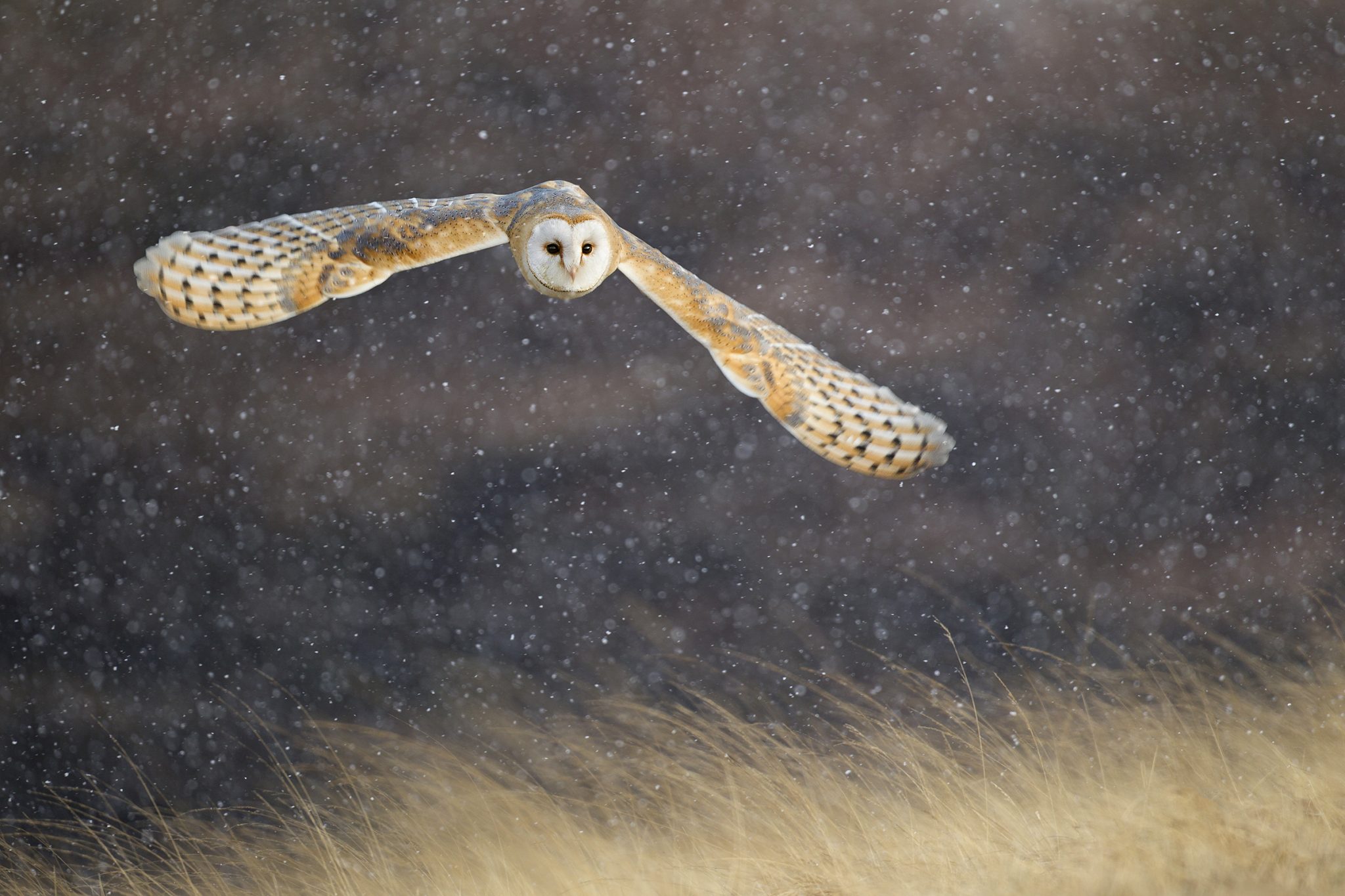 How to Photograph Barn Owls - Nature TTL