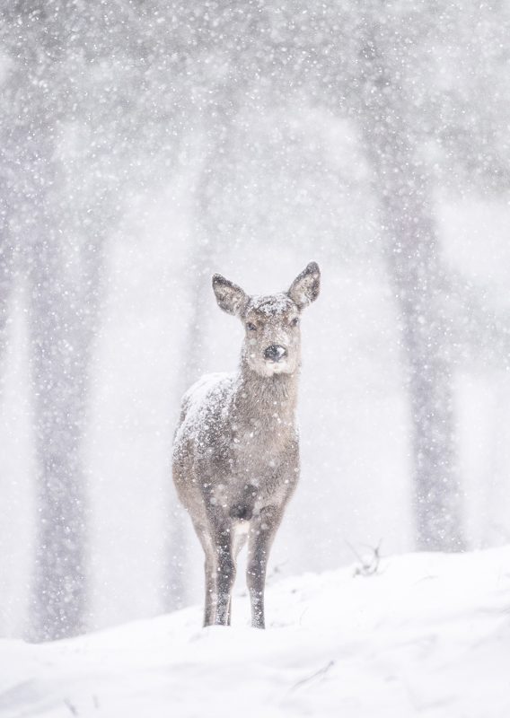 Winter Deer Photography