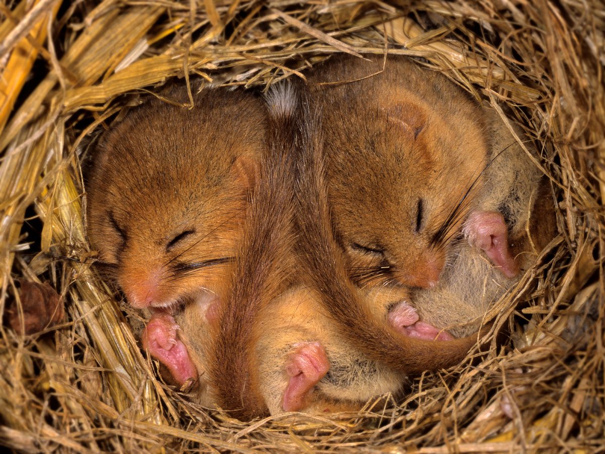 How to Photograph Hazel Dormice - Nature TTL