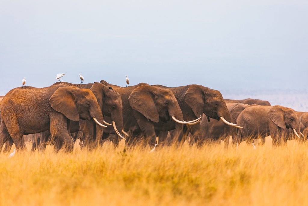 Where to Photograph Wildlife in Kenya - Nature TTL