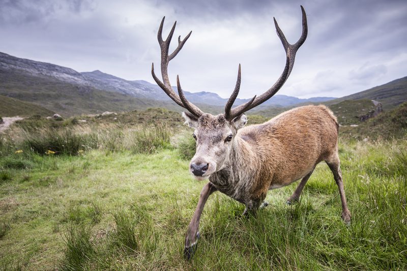 How to Photograph Red Deer | Nature TTL
