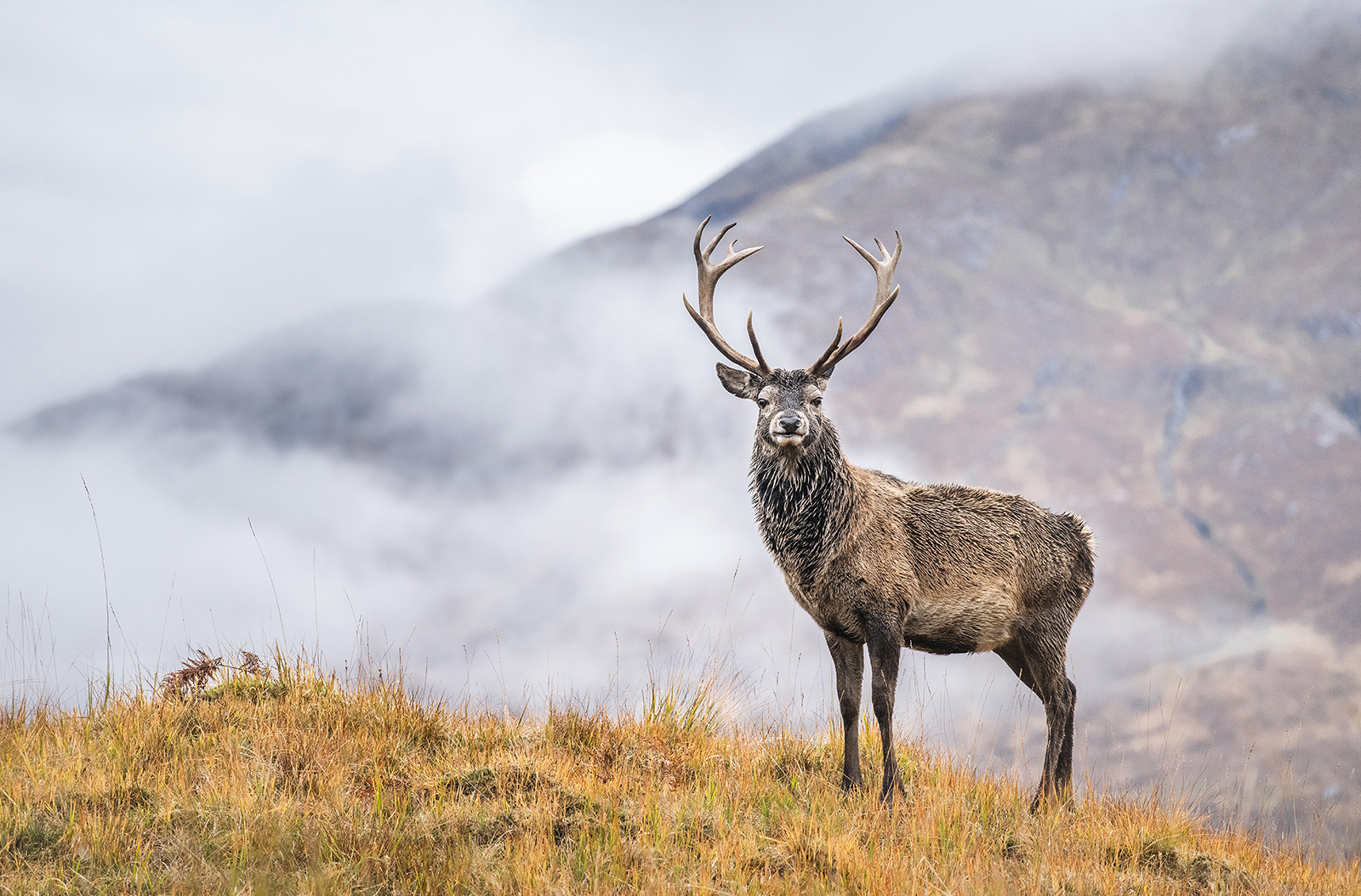 How to Photograph Red Deer | Nature TTL