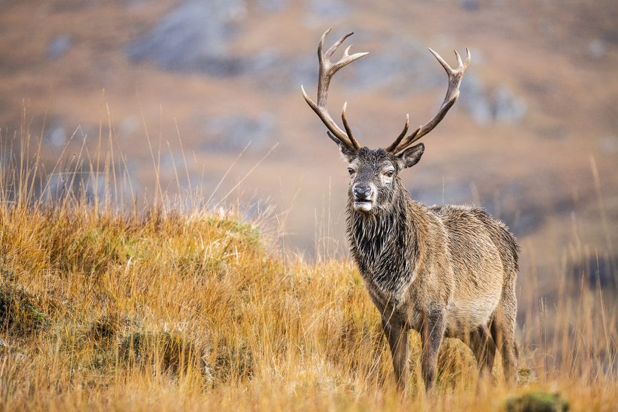 How to Photograph Red Deer - Nature TTL