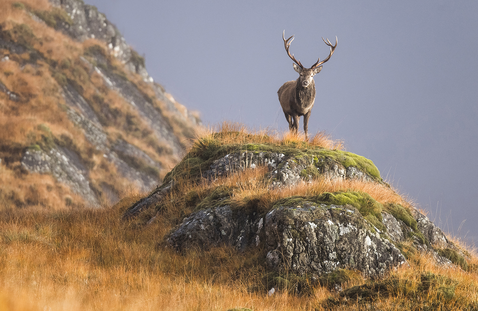 How to Photograph Red Deer | Nature TTL