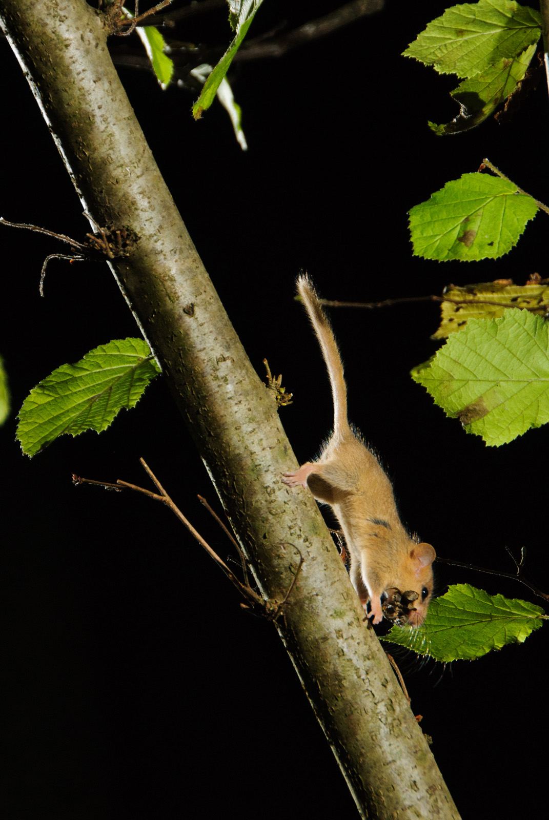 How to Photograph Hazel Dormice | Nature TTL