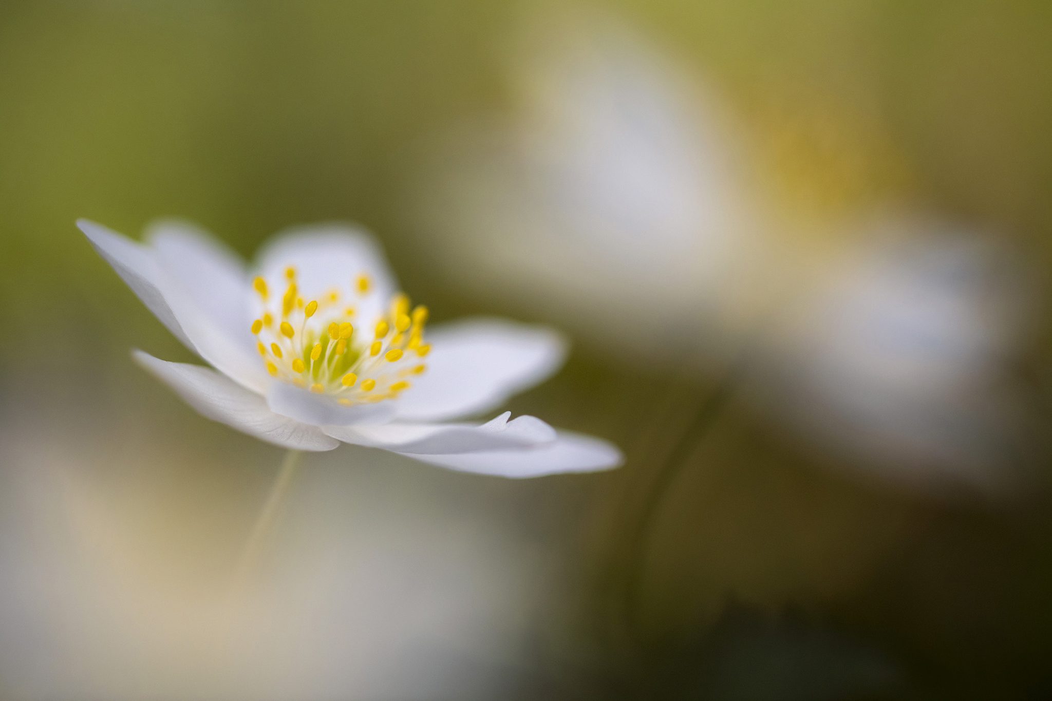 6 Tips for Photographing Flowers | Nature TTL