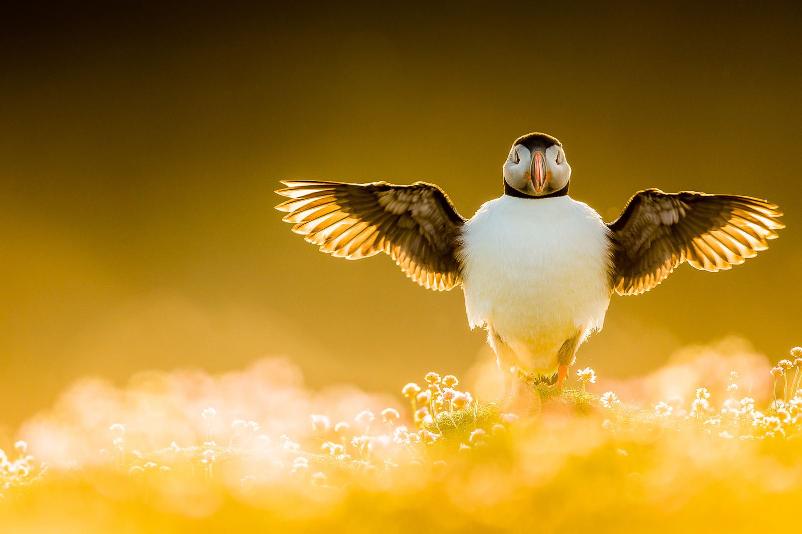 Winners Announced for Bird Photographer of the Year 2021 - Nature TTL