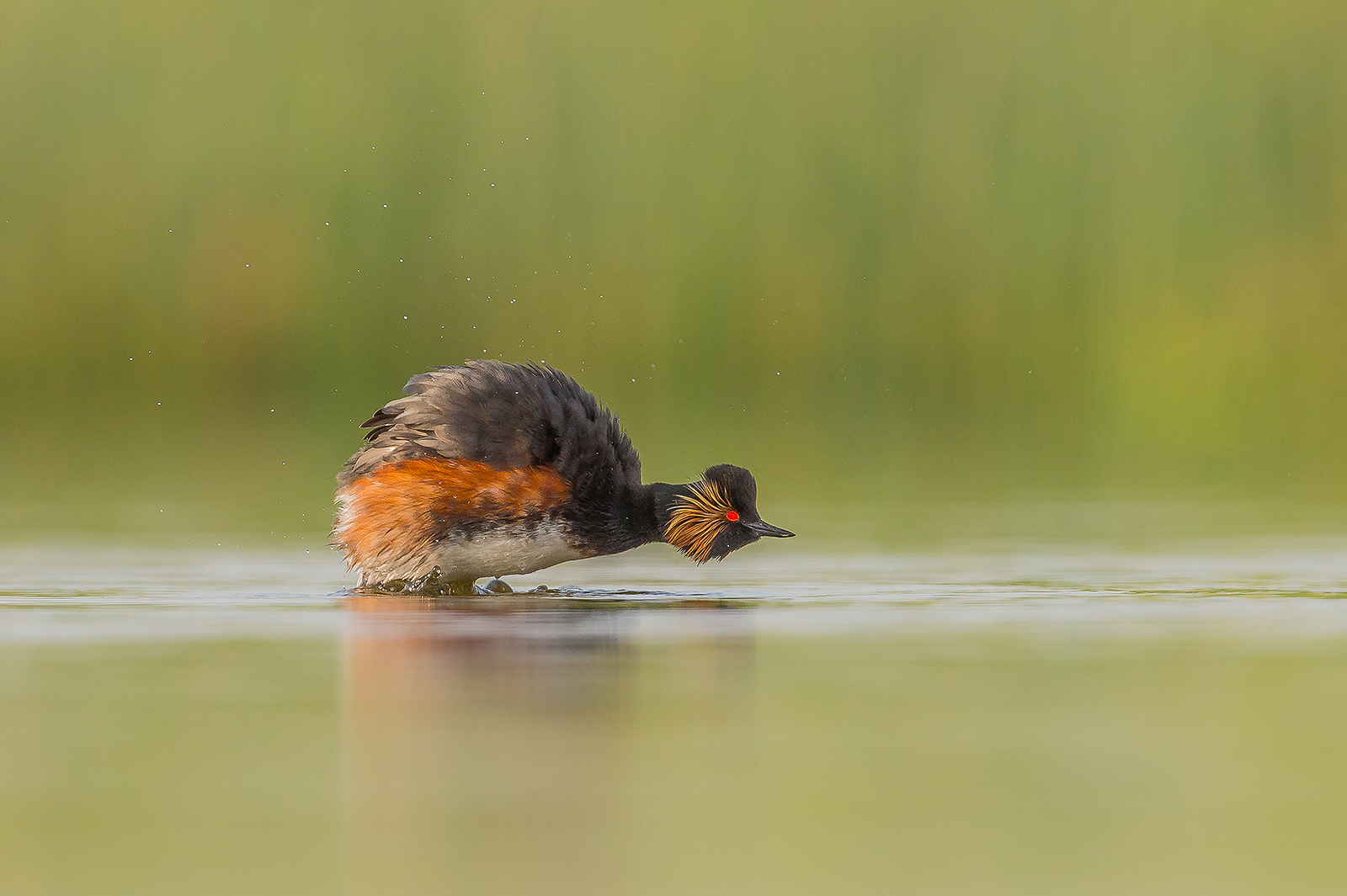 New Floating, Portable Hide for Water-level Wildlife Photography ...