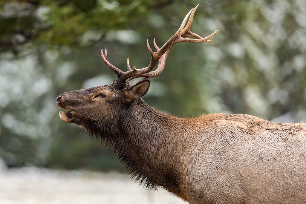 How to Photograph Elk - Nature TTL