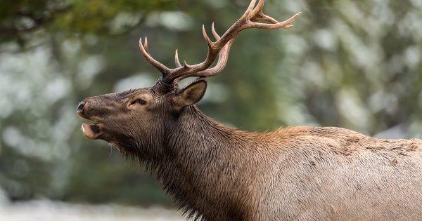 How to Photograph Elk - Nature TTL