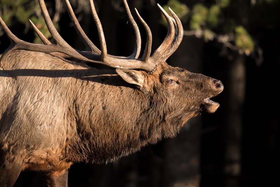 How to Photograph Elk - Nature TTL
