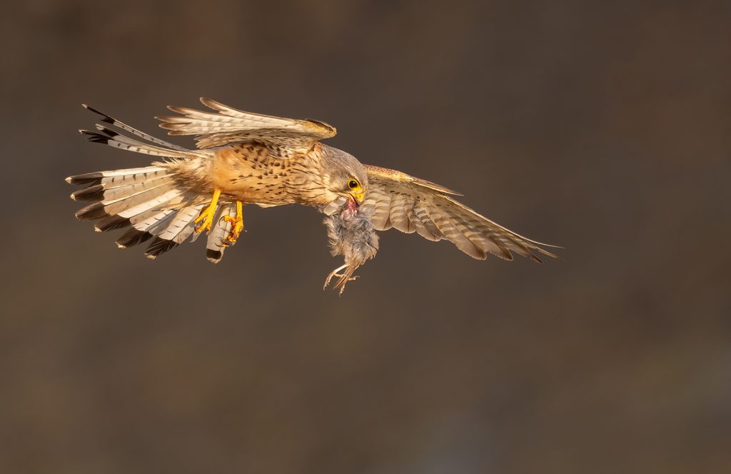 How to Photograph Kestrels - Nature TTL
