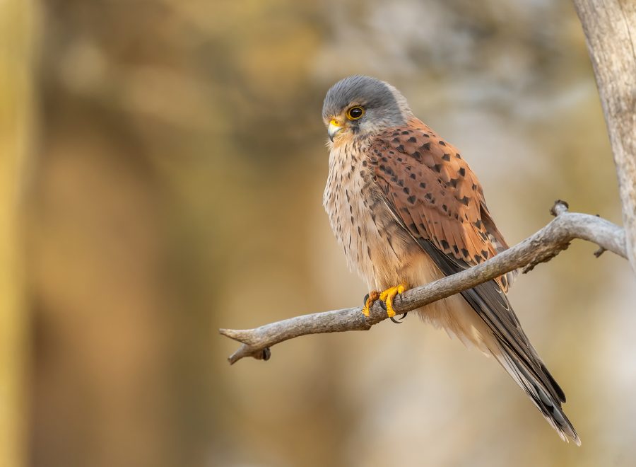 How to Photograph Kestrels - Nature TTL