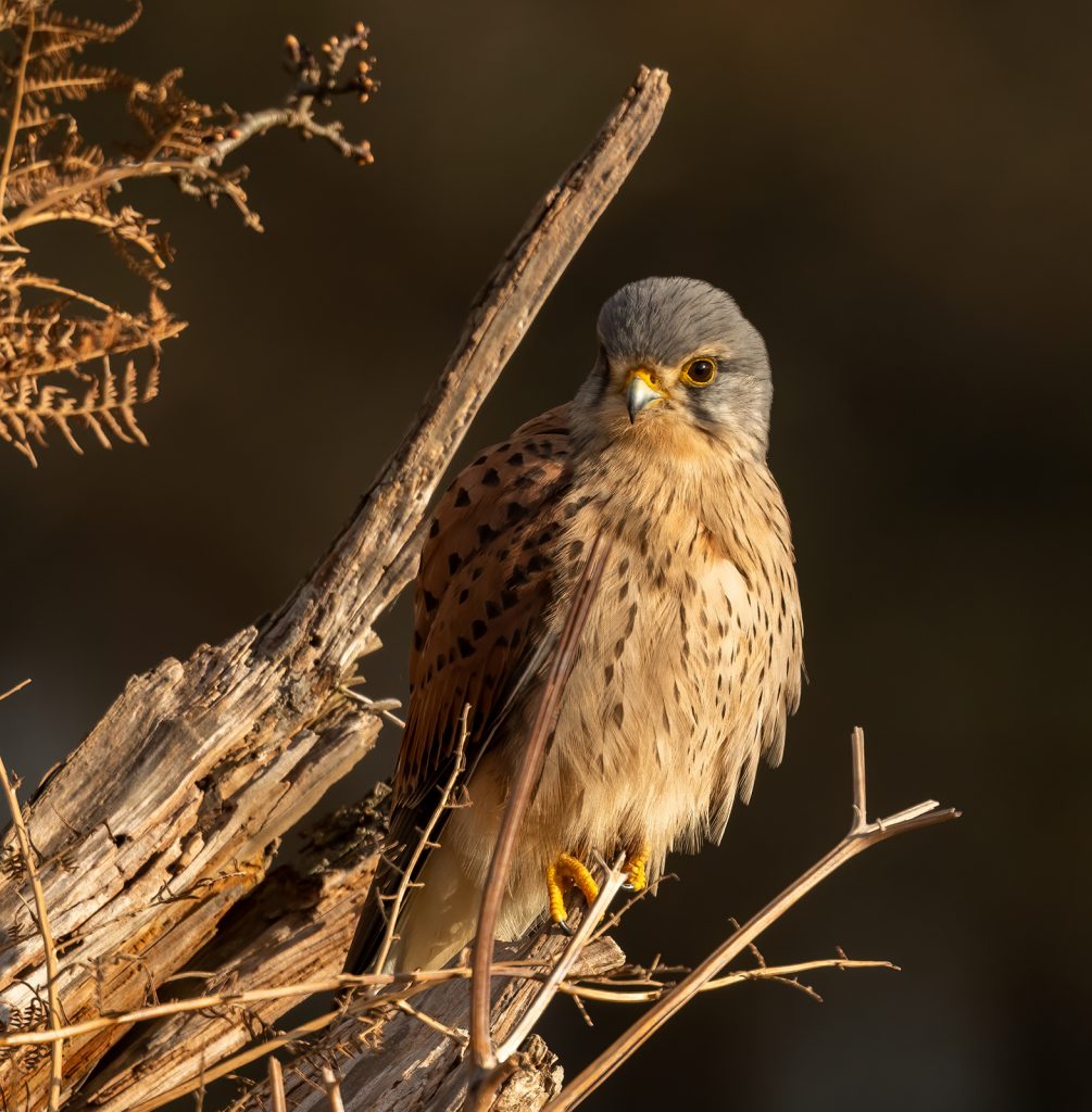 How to Photograph Kestrels - Nature TTL