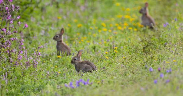 How to Photograph Rabbits - Nature TTL