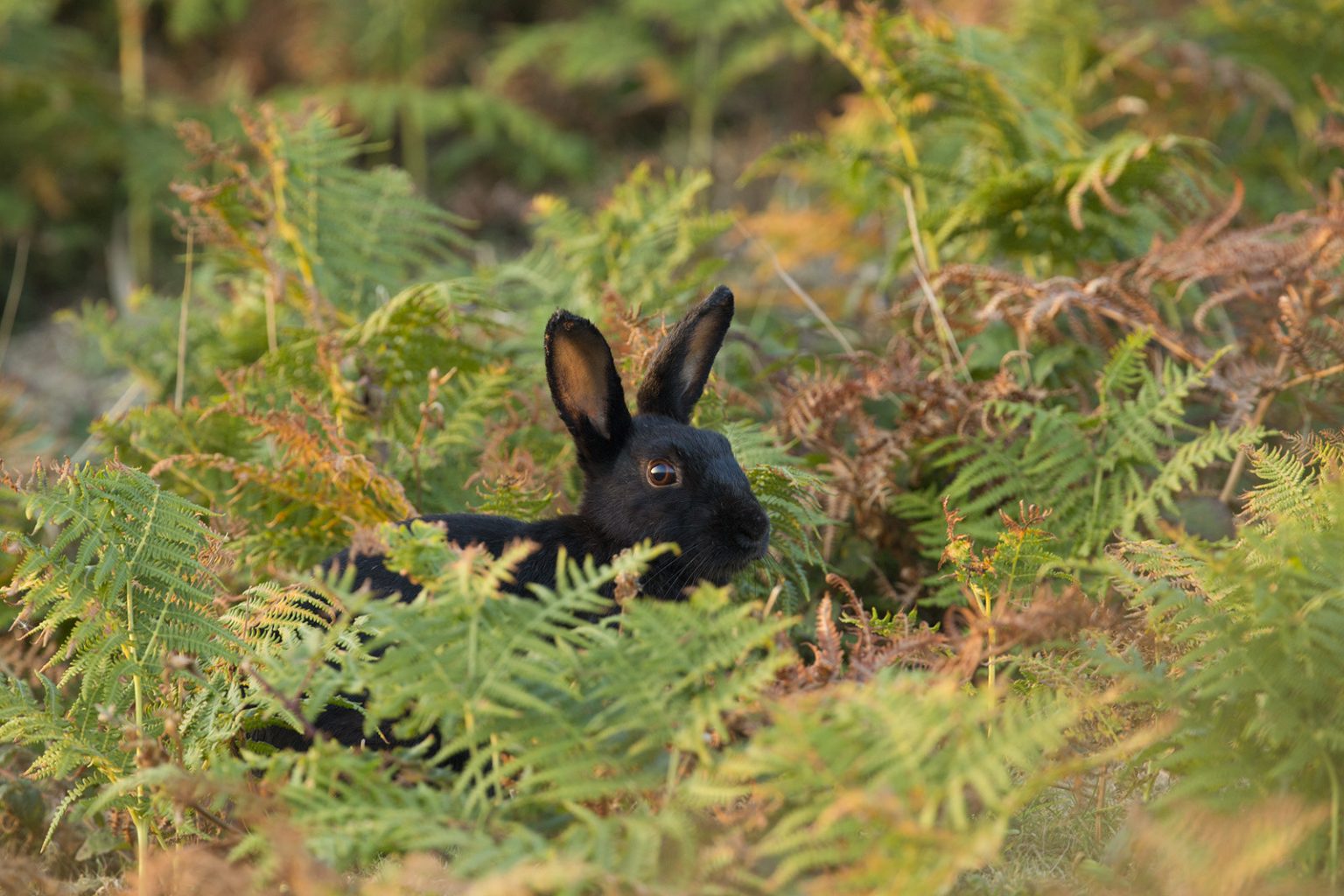 How to Photograph Rabbits - Nature TTL