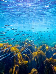 How to Use GoPros for Underwater Photography - Nature TTL