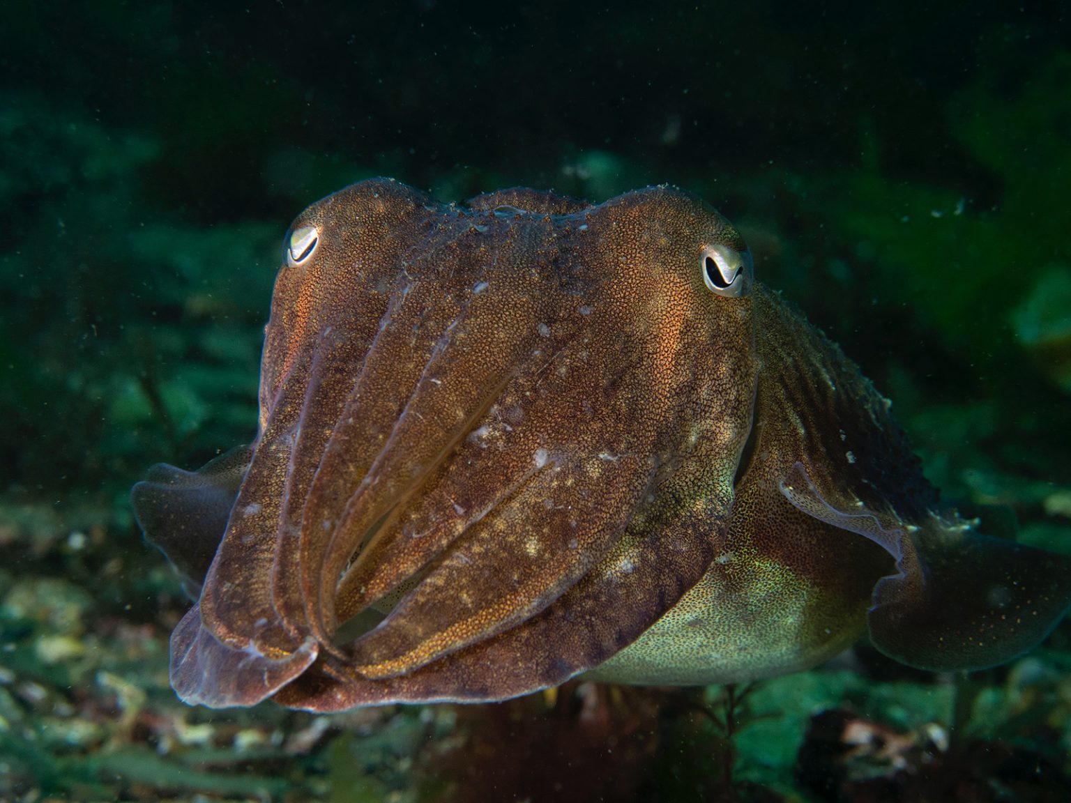 How to Photograph Cuttlefish - Nature TTL
