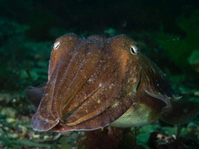 How to Photograph Cuttlefish - Nature TTL