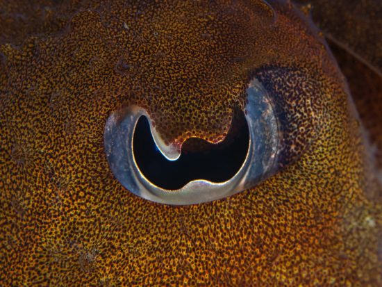 How to Photograph Cuttlefish - Nature TTL