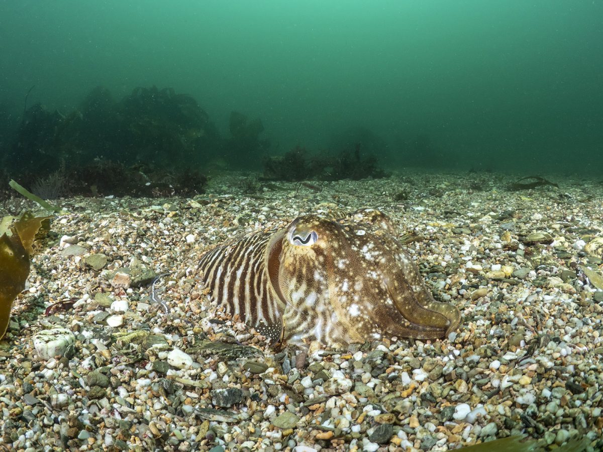 How to Photograph Cuttlefish - Nature TTL