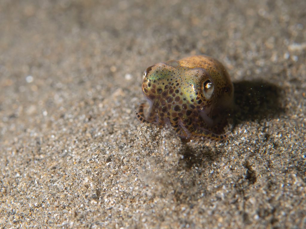 How to Photograph Cuttlefish - Nature TTL