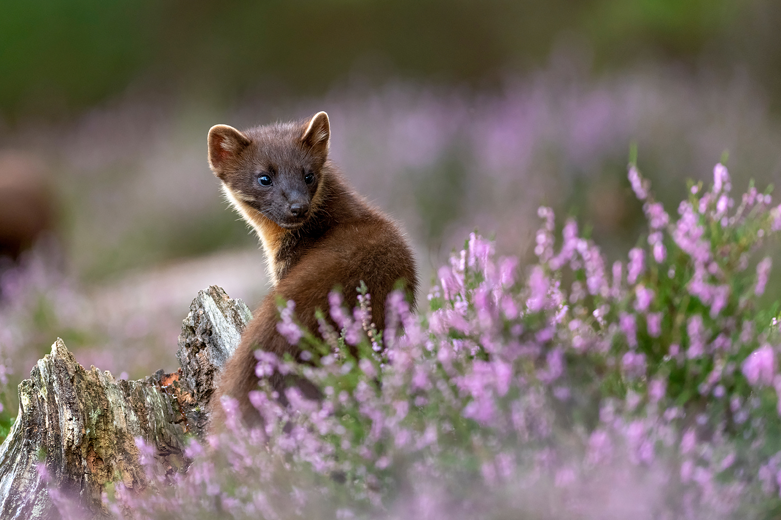 How to Photograph Wildlife in the Scottish Highlands - Nature TTL